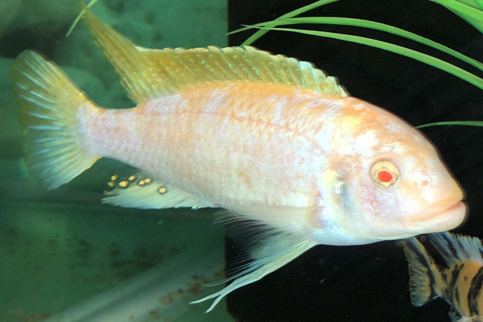 Metriaclima Mbenji Marmalade Albino - California Cichlids