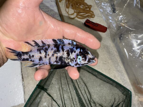 Metriaclima Zebra OB Slim Blueberry - California Cichlids