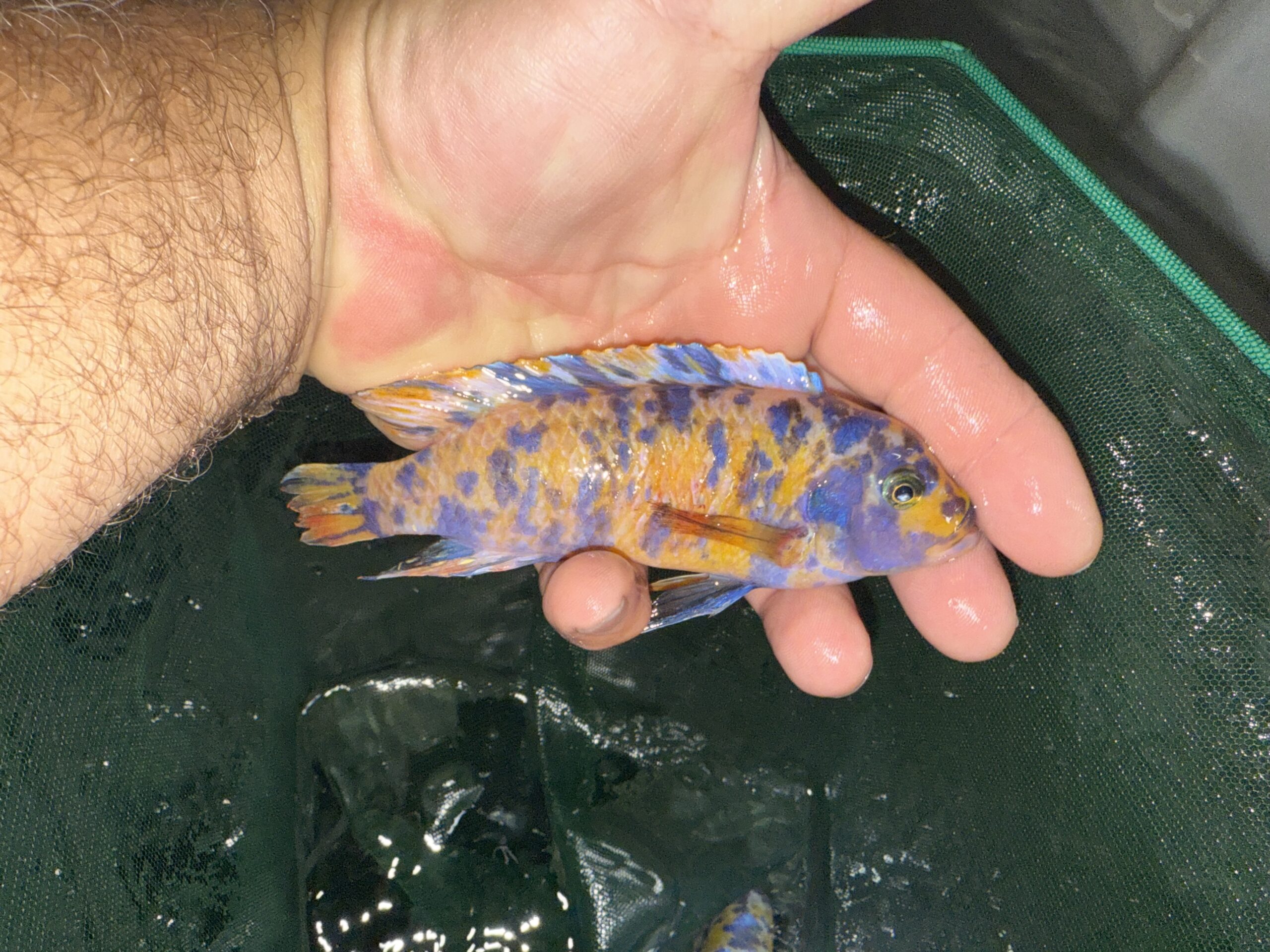 Metriaclima Zebra OB Slim Blueberry - California Cichlids