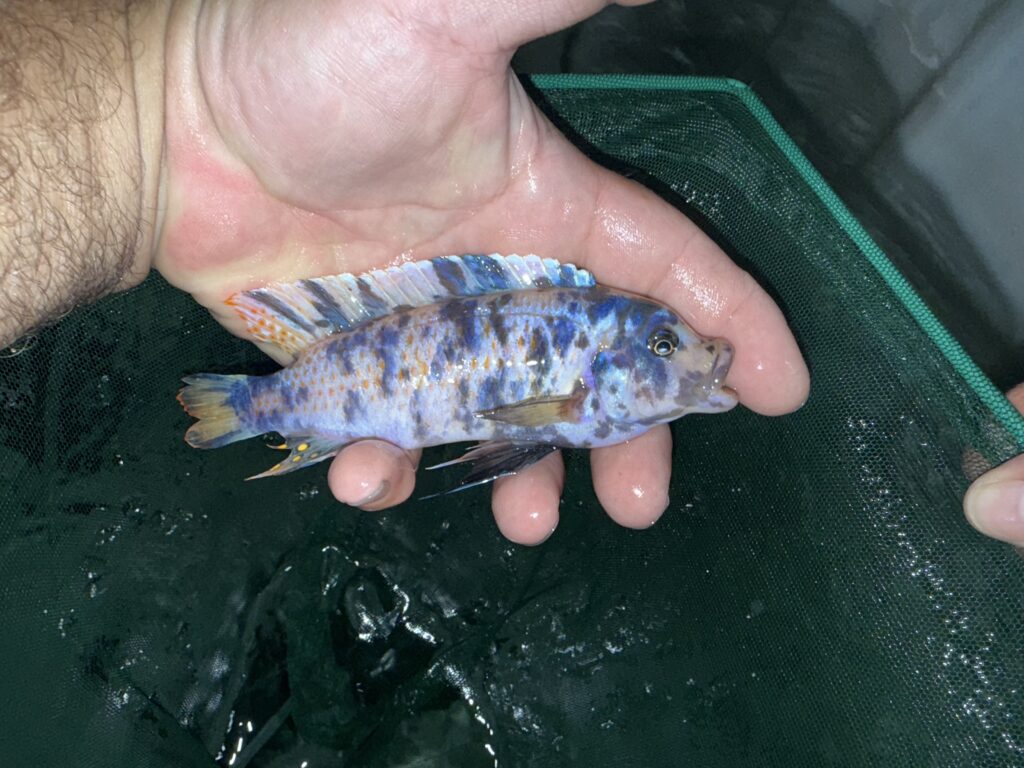 Metriaclima Zebra OB Slim Blueberry - California Cichlids