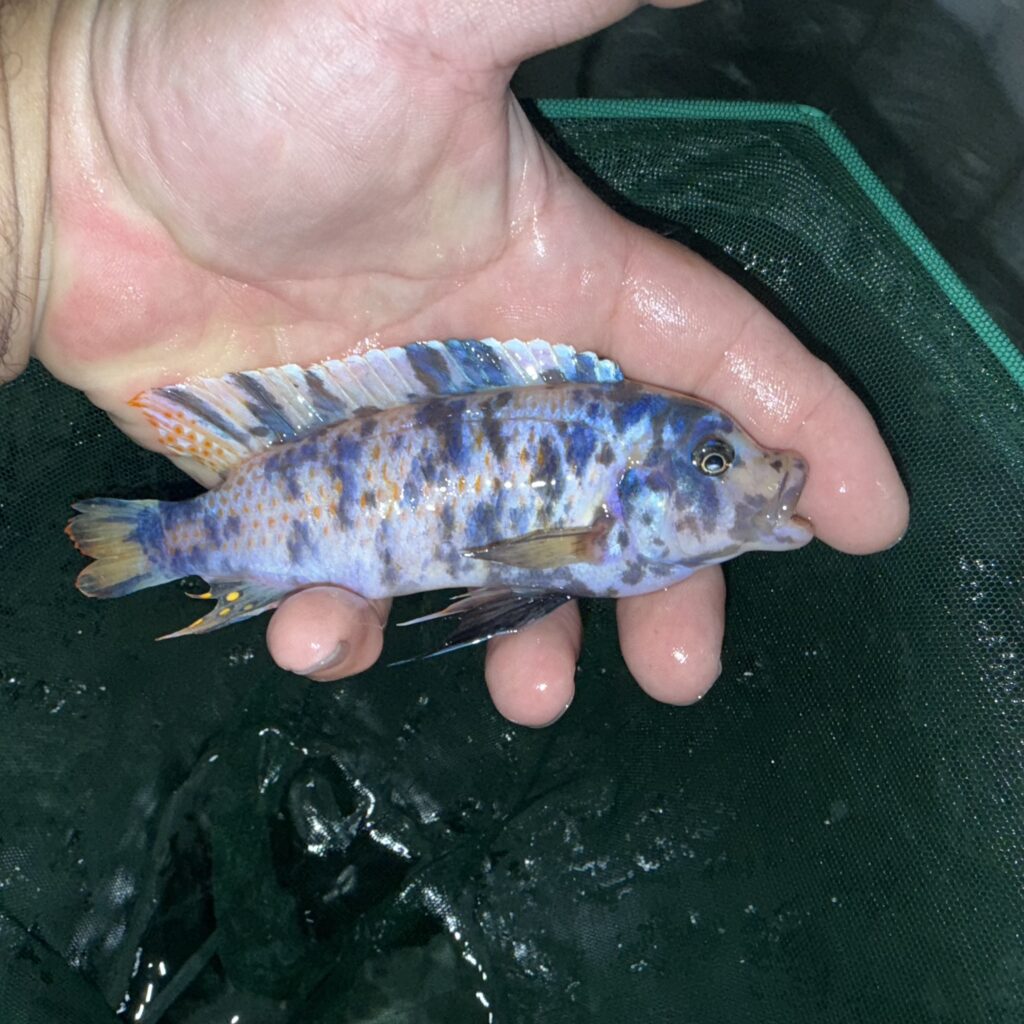 Metriaclima Zebra OB Slim Blueberry - California Cichlids
